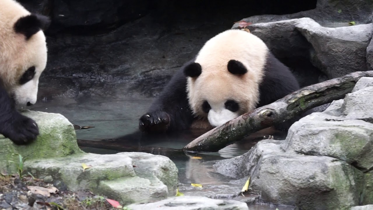 Giant Panda Mei Lan - YouTube