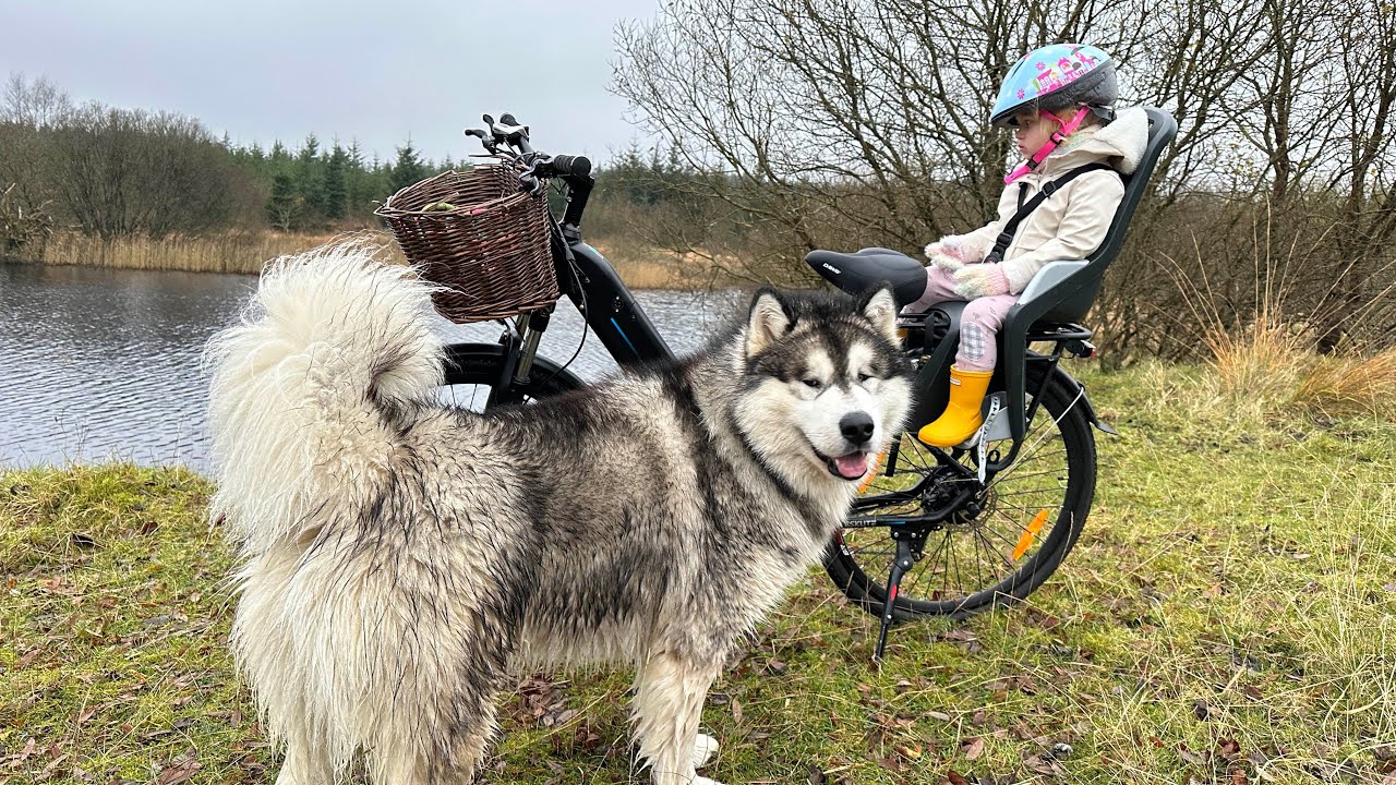 Amelia's First Bike Ride Ever! Giant Majestic Husky Chases Her! Family ...