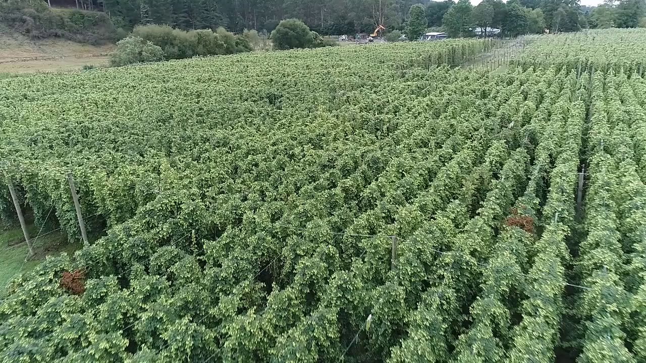 2021 Riwaka Hops on New Hoplands farm in Tapawera - YouTube