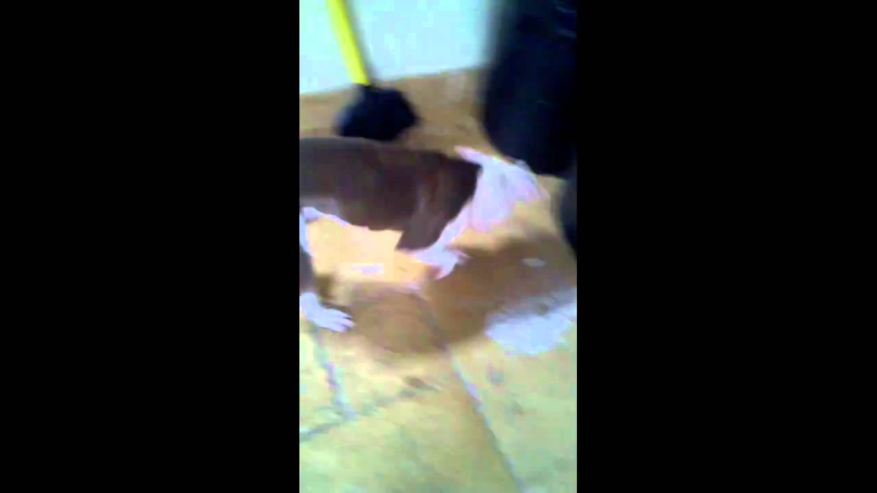 mako-LASER-BEAM - YouTube