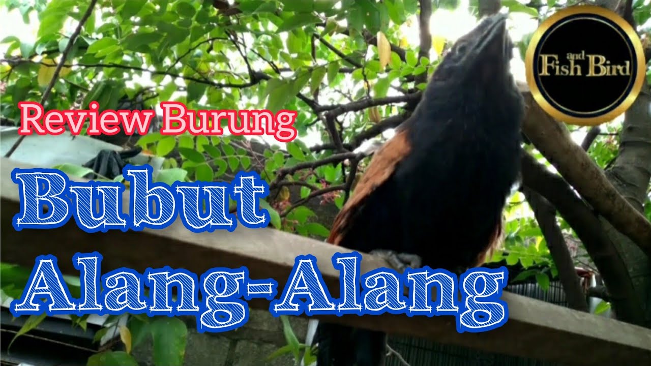 burung bubut alang alang | review burung | @fishandbird4910 - YouTube