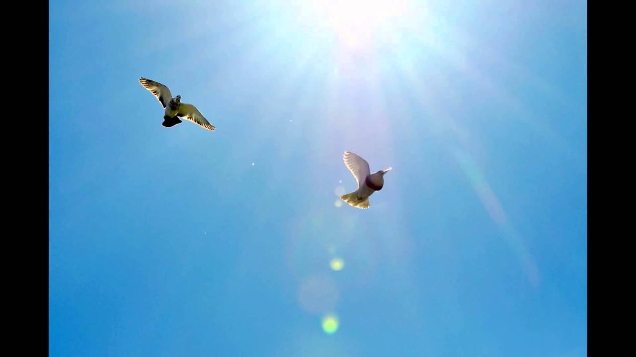 Buchon Balear "PLATITA" - YouTube
