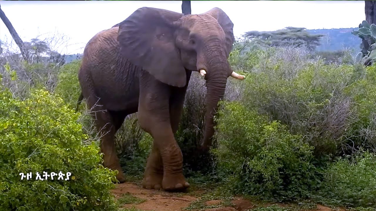 በኤረር ሸለቆ ውስጥ ከባቢሌ ዝኆኖች ጋር #ጉዞ ኢትዮጵያ #travel Ethiopia #Babile Elephant ...