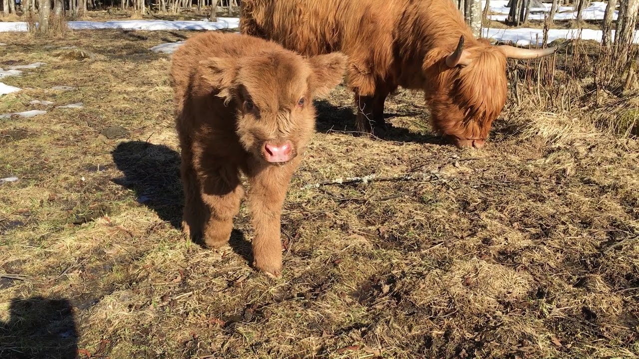 Scottish Highland Cattle In Finland: Second new fluffy calf of 2017 ...