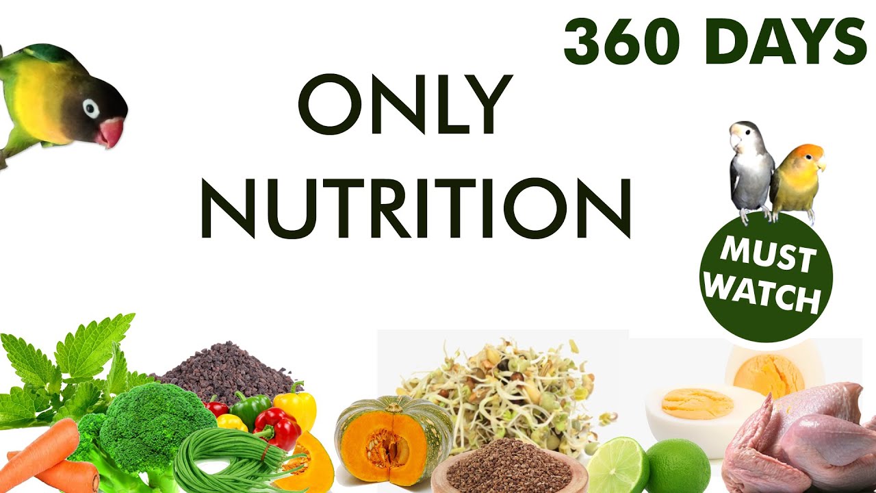 Only Nutrition For Birds ? | Our Bird's Right Nutrition ? - YouTube