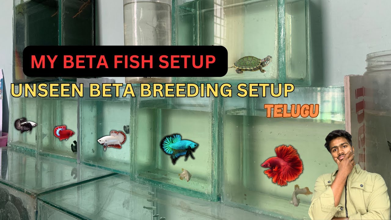 | MY BETA FISH SETUP | TELUGU VIDEO | BEDROOM SETUP | - YouTube