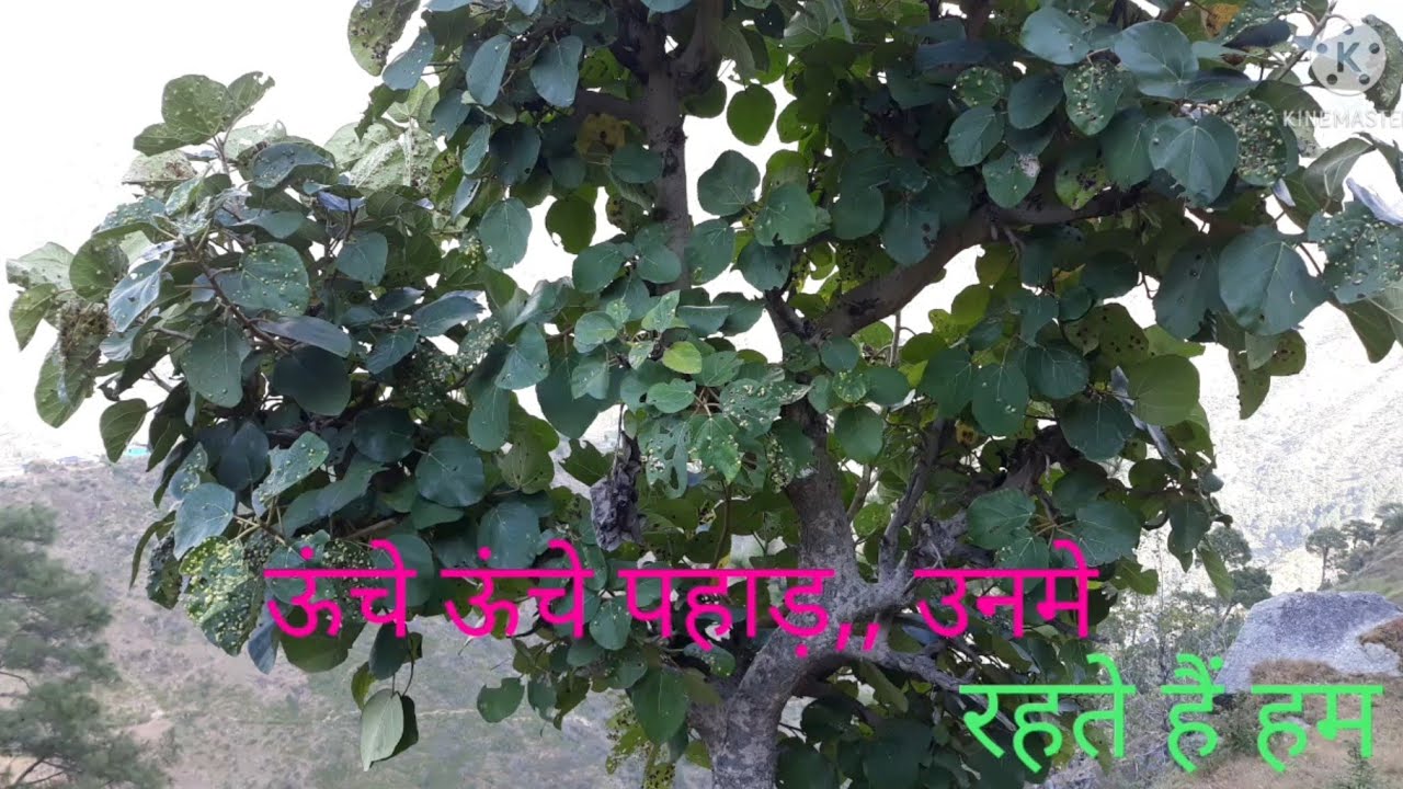 bade bade pahad or unme lage unche ped http.. बडे बडे पहाड ओर उनमे लगे ...