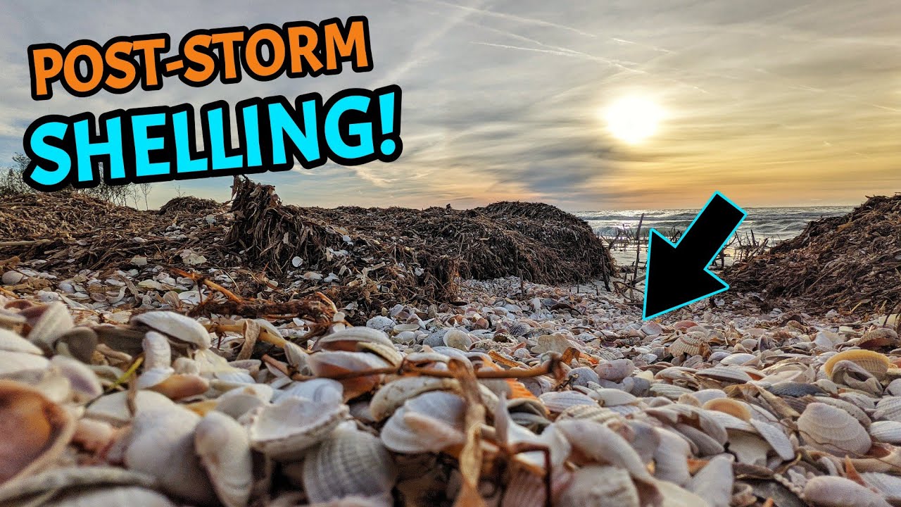 A Winter Storm Exposed MASSIVE Piles of Shells on this Florida Beach ...