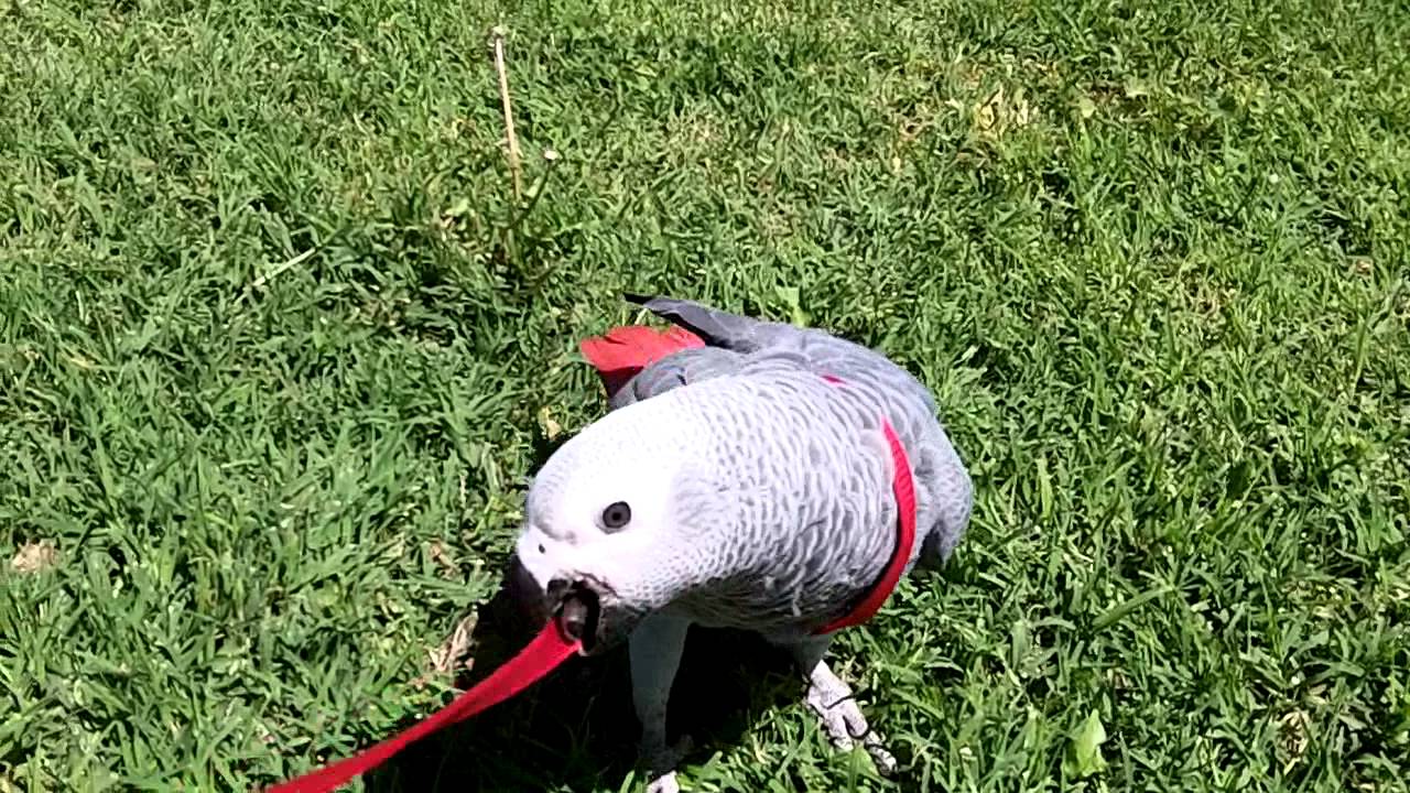 Marco Outside 2.MP4 - YouTube