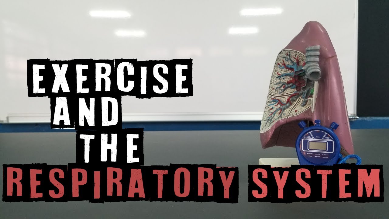 Exercise and the Respiratory System - YouTube