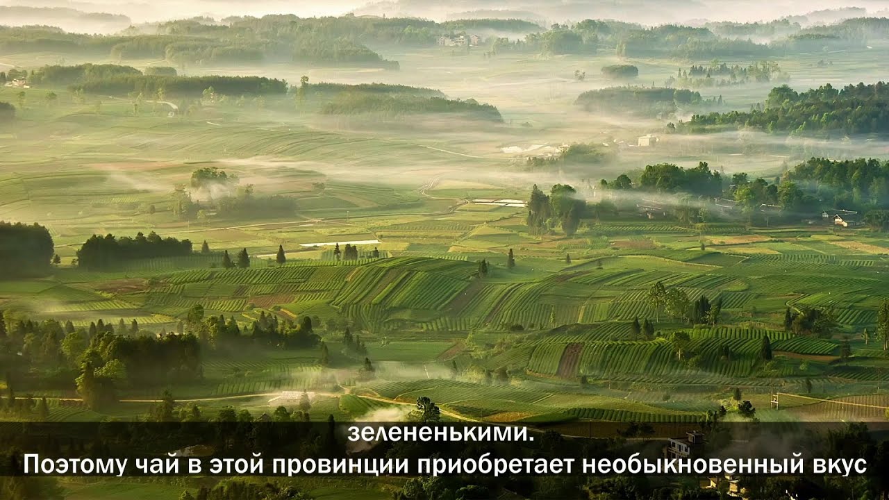 【Жизнь в Гуйчжоу】Гуйчжоу – «великая чайная провинция» Китая - YouTube