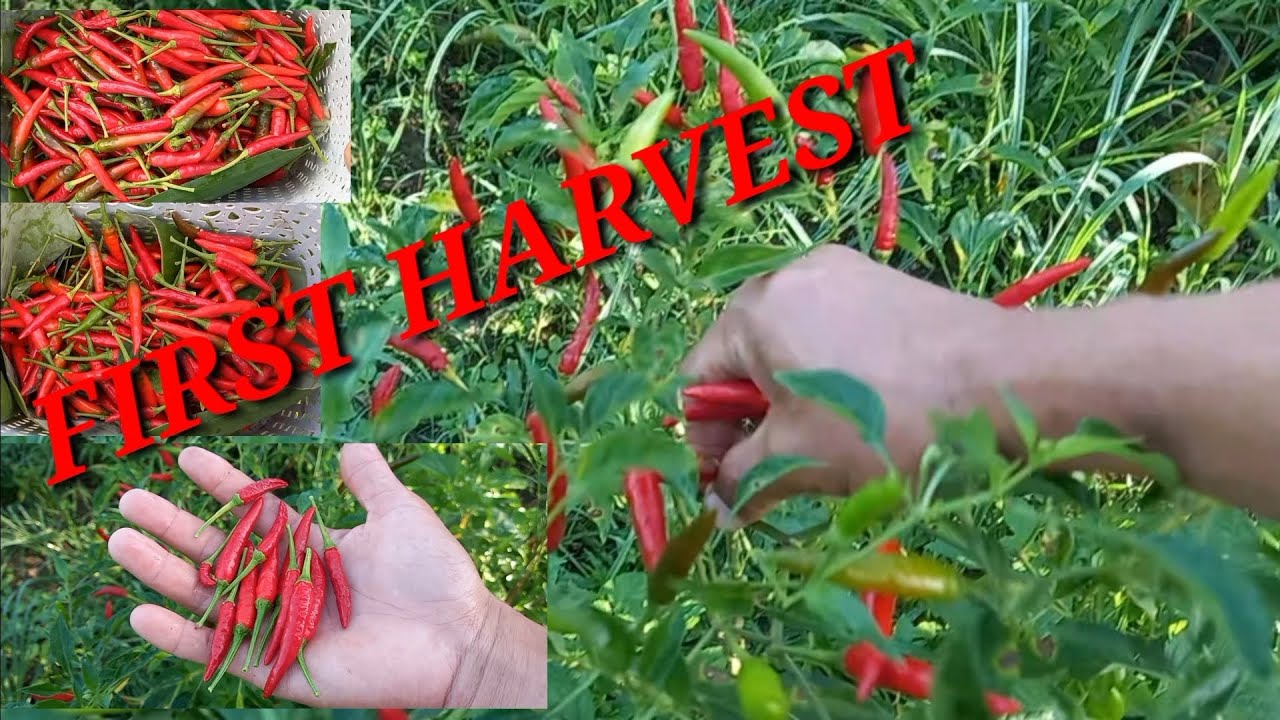 HARVESTING RED CHILLI(FARMERS LIFE)#farming #chilli - YouTube