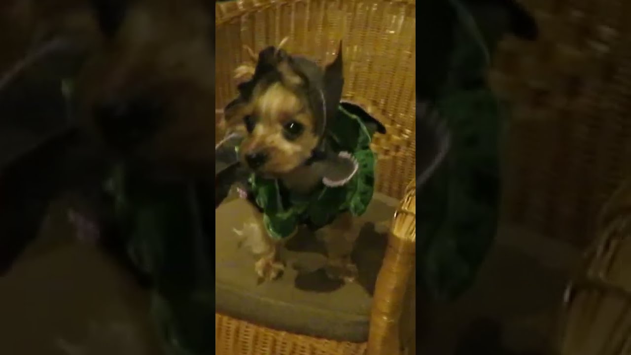 らんのコスプレ/Yorkie cosplay - YouTube