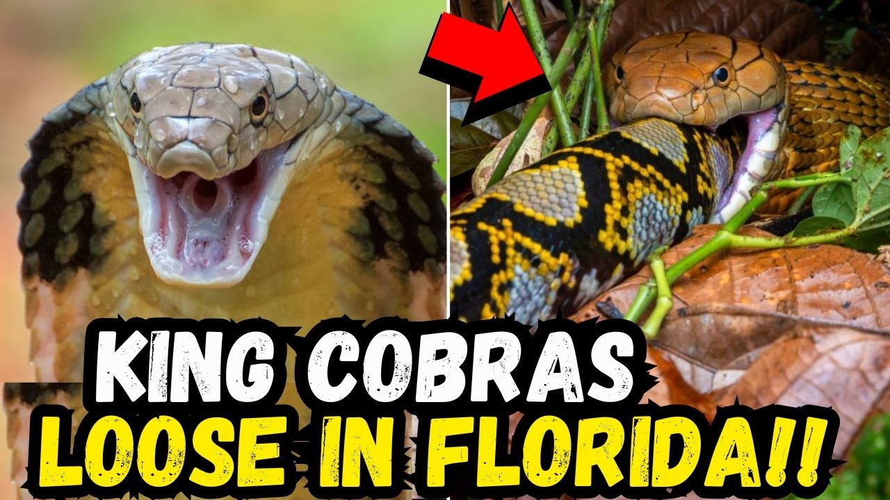 😱 DEADLY King Cobras LOOSE in Florida Could KILL Your Family!! - YouTube