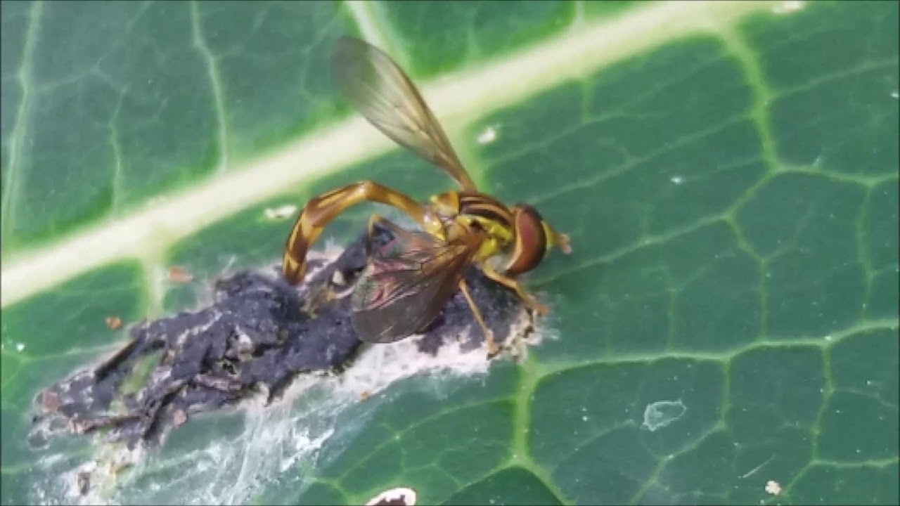 Entomología: Sírfido es mosca polinizadora imitada de abejas y avispa ...
