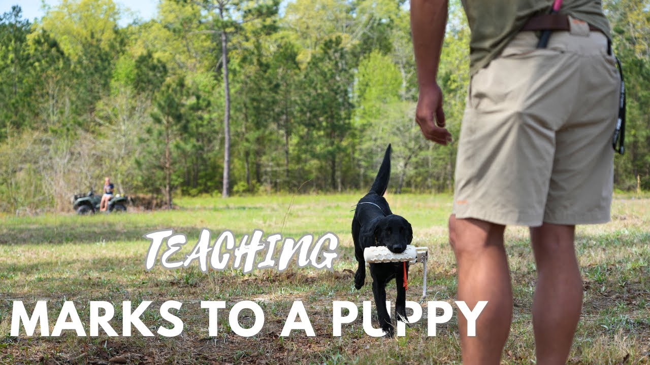 READY...SET...MARK - Training your Retriever Puppy for Marks (Video 11 ...