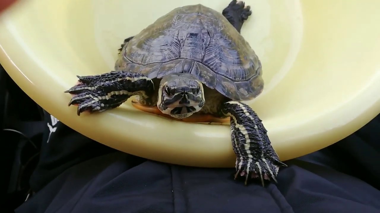 Turtle (Rango) shake - YouTube