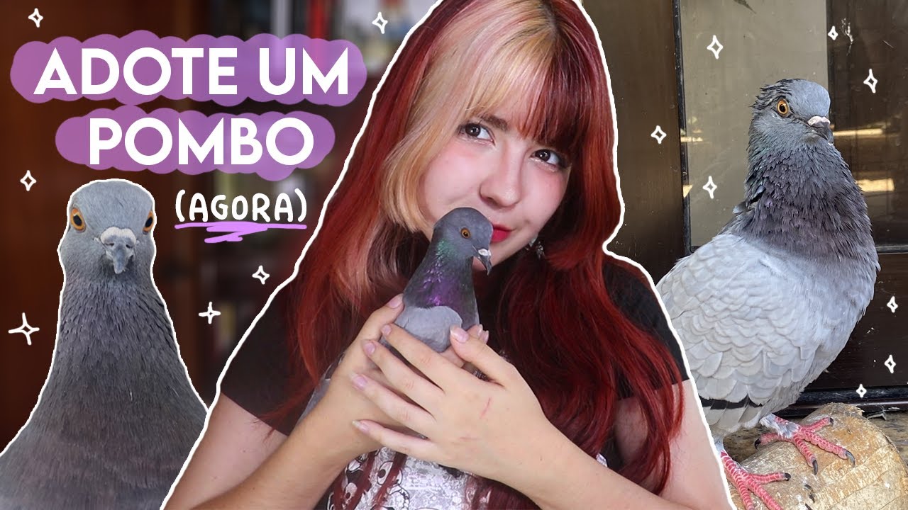 MOTIVOS PRA VOCÊ TER UM POMBO!!! (te convencendo a adotar um pombo ...