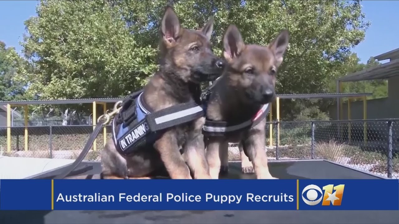 Australian Federal Police Puppy Recruits - YouTube