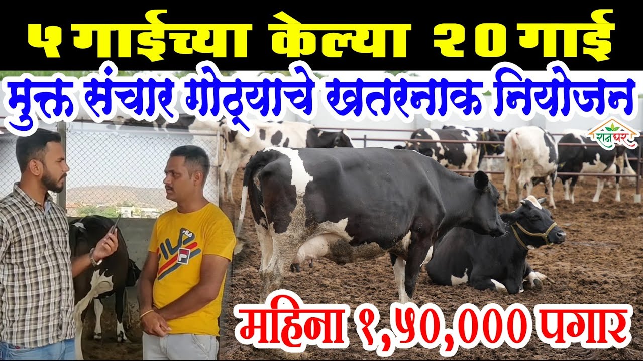 ५ गायीच्या केल्या 20 गायी #दूध_उत्पादक_शेतकरी Mukt Sanchar Gotha ...