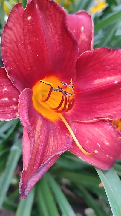 Лилейник Пардон ми бардовый садовый #flowers #nature #garden #travel ...