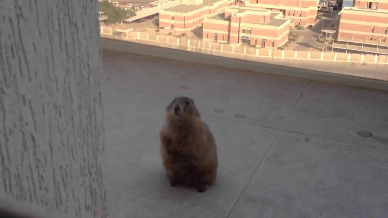My prairie dog with horror sound effects! - YouTube