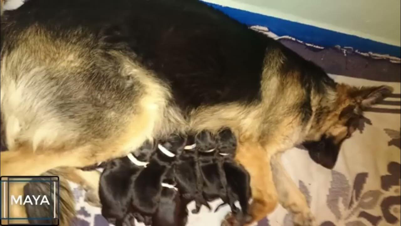 cycle de vie d'un chien - YouTube