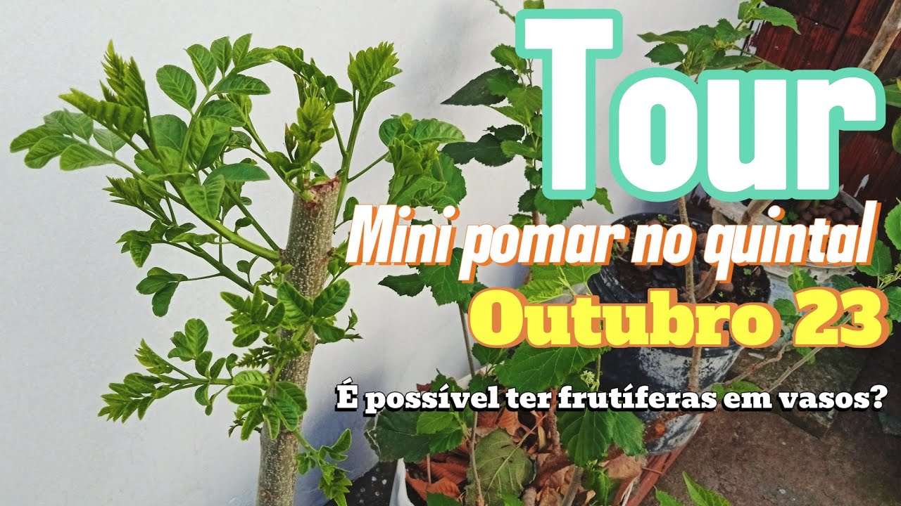 Tour Mini pomar no quintal - Outubro 23 - YouTube