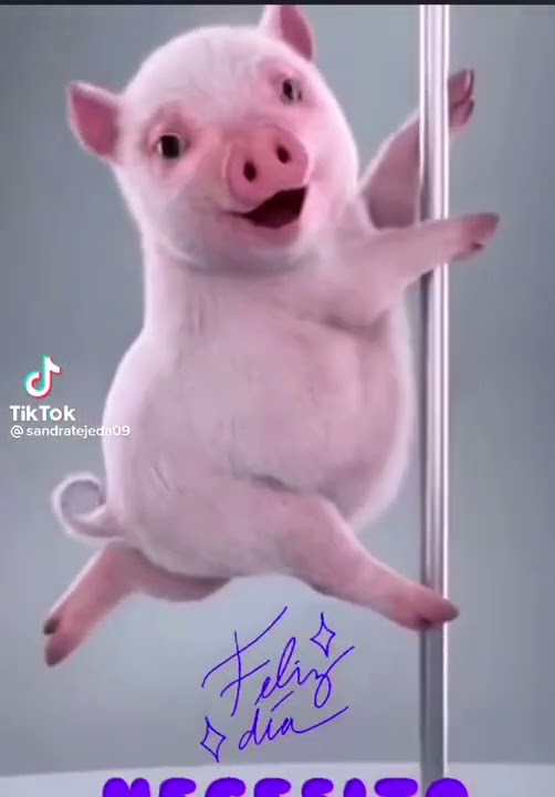 El Cerdito Bailarín mueve el tubo y demuestra que es muy bueno en esto ...