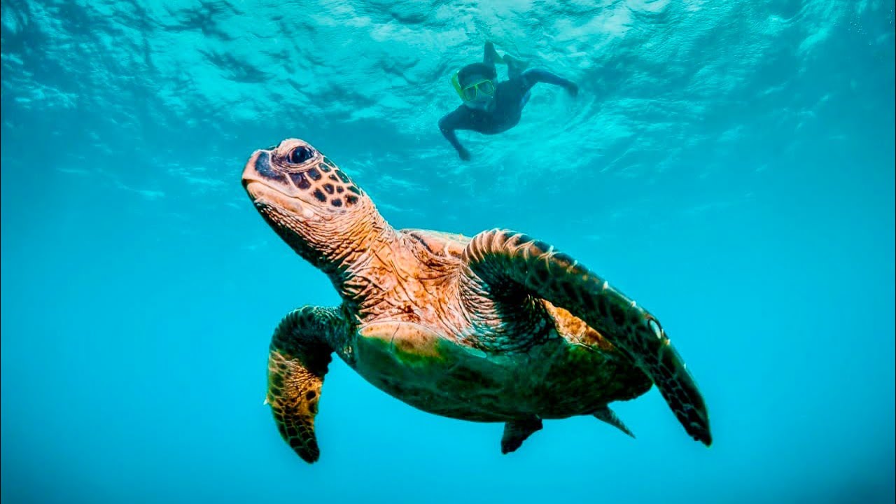 Submerge Into Deep Sleep Therapy⭐Overcome Past Trauma With Underwater ...