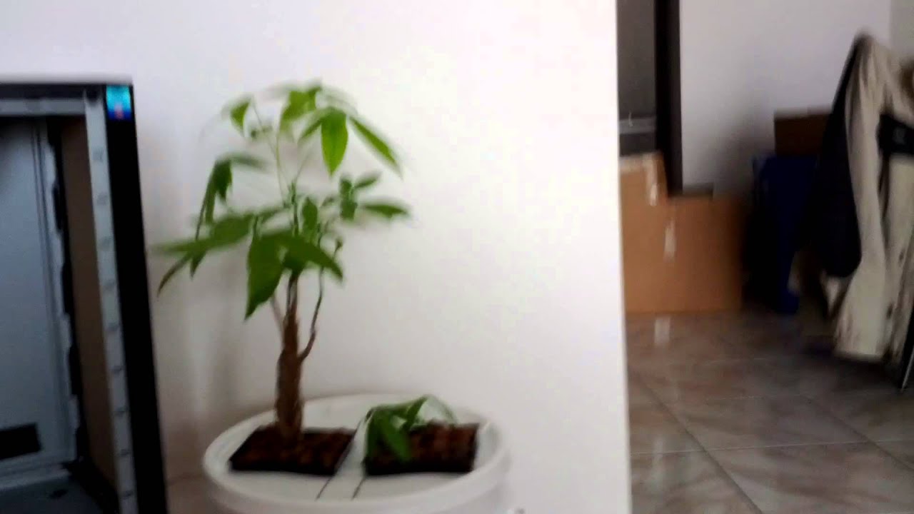 DIY PC Grow box, first attempt ! - YouTube