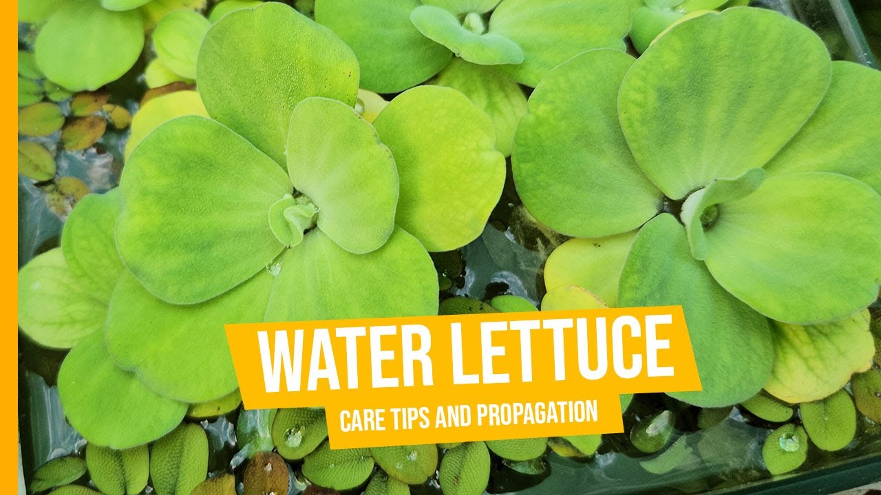Water Lettuce Care Guide: How to Grow & Propagate This Floating Beauty ...