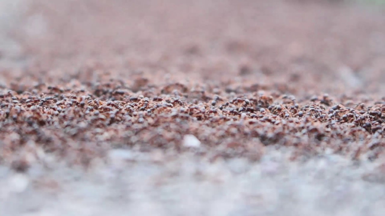 A Million Ants!!?? - YouTube