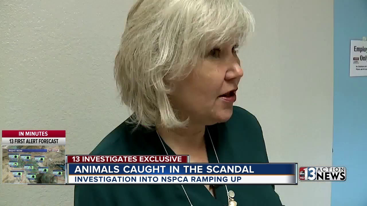 Animals caught up in ongoing NSPCA scandal - YouTube