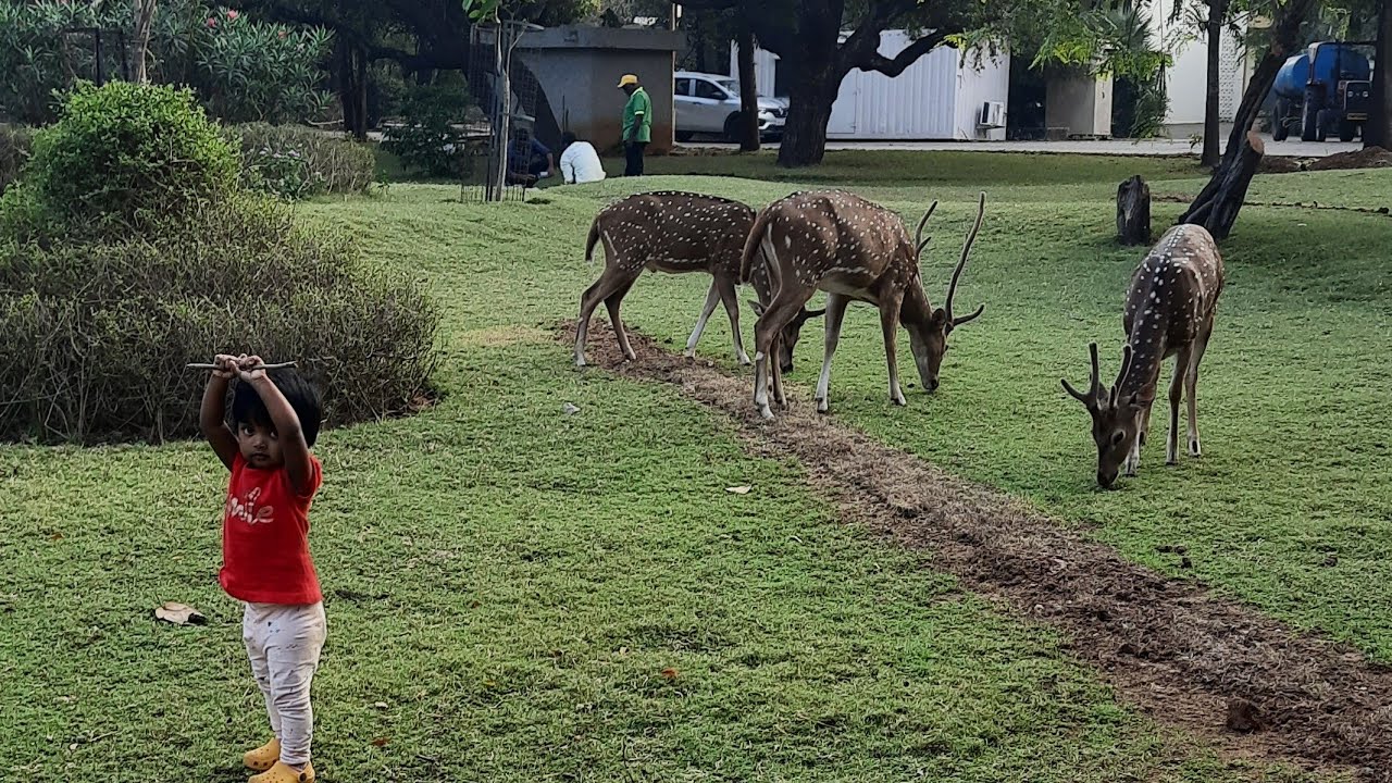 IIT Chennai #deer #iitchennai #iitmadras #forest #wildlife #wildanimal ...
