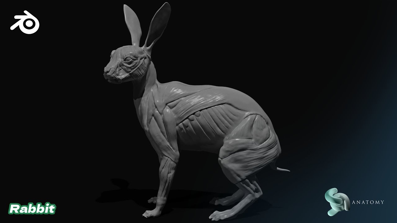 Rabbit Anatomy In Blender - YouTube