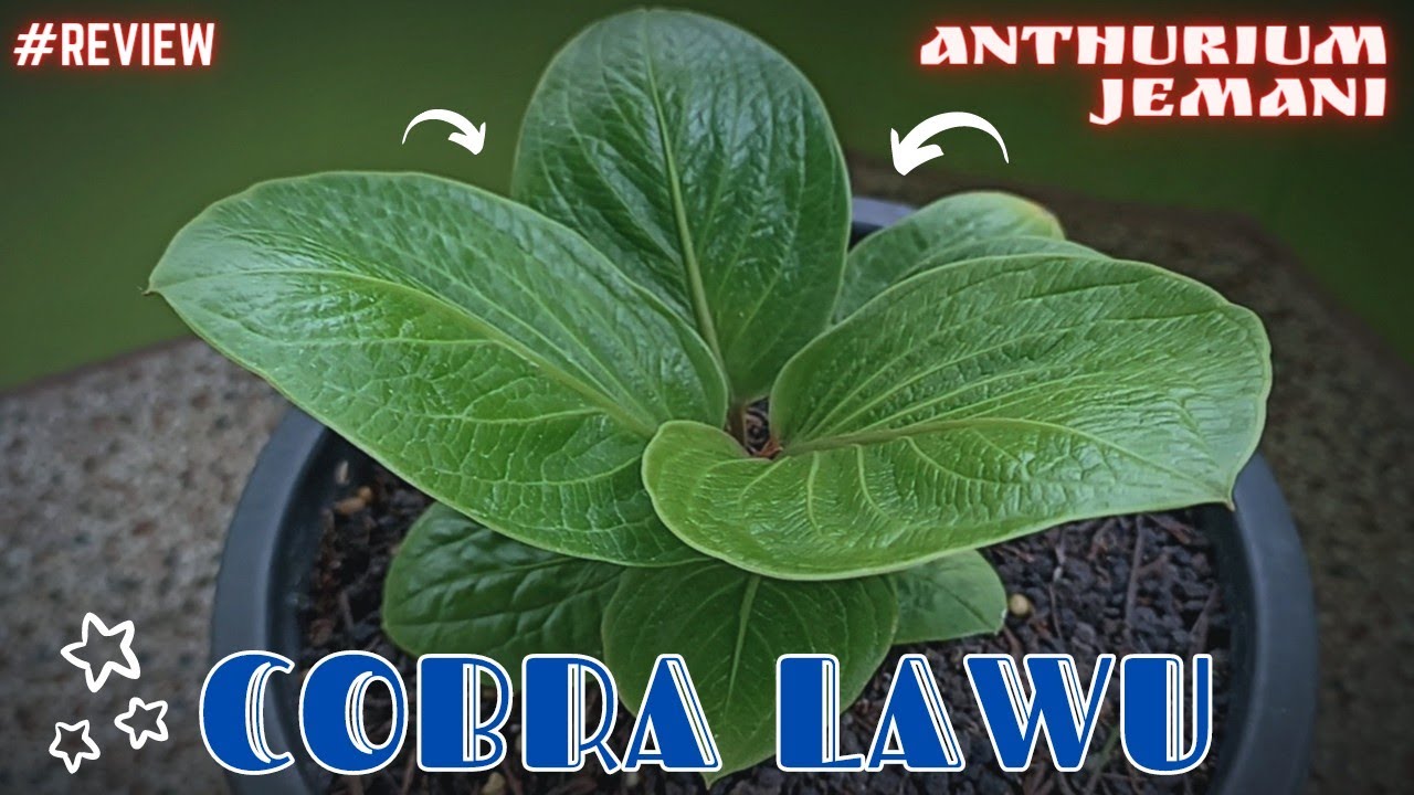 Salah satu idaman para pecinta anthurium.. !! JEMANI COBRA LAWU - YouTube