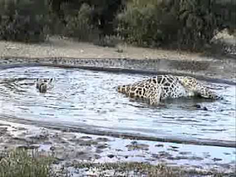 Giraffe falls into water - KRUGER - YouTube
