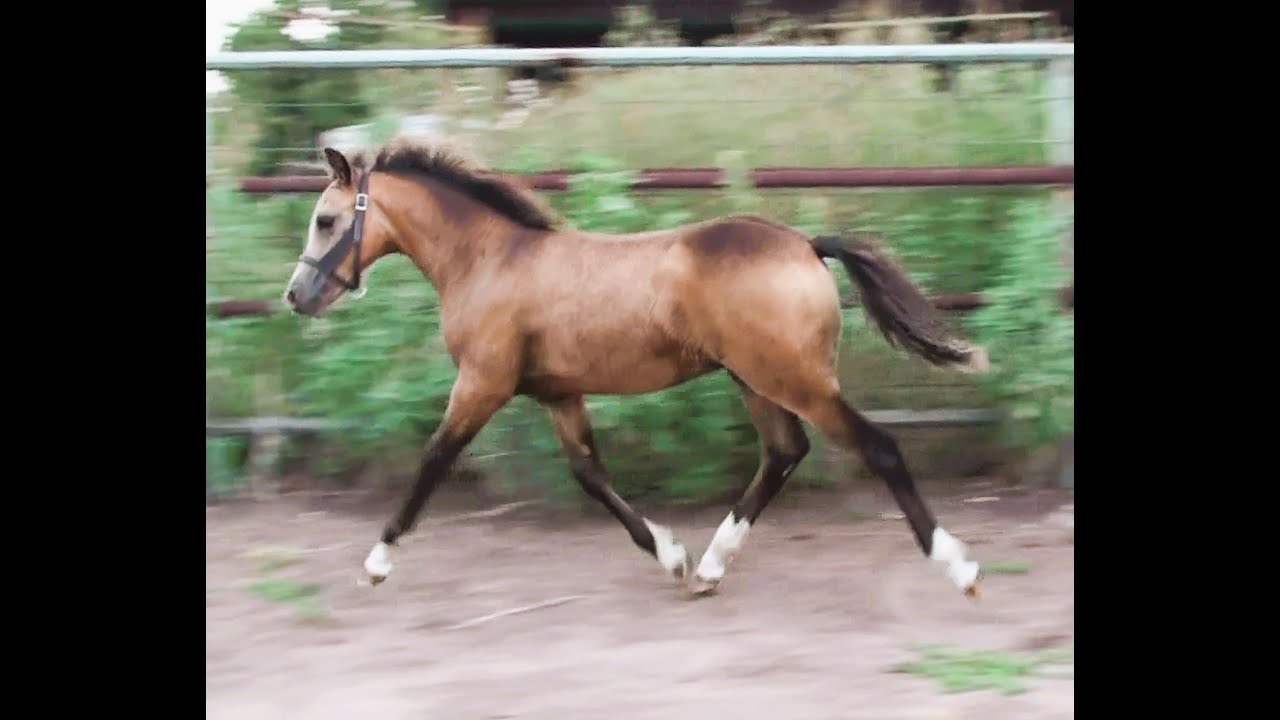 Pleasant Hill Rush Hour - Section B Welsh Buckskin Colt - YouTube