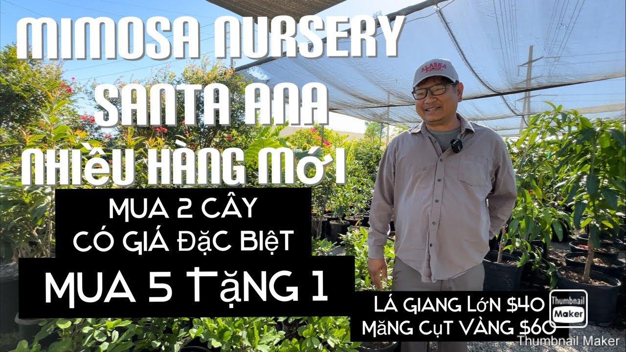 Mimosa Nursery Santa Ana Về Nhiều Hàng Mới Có Giá Đặc Biệt Khi Mua 2 ...
