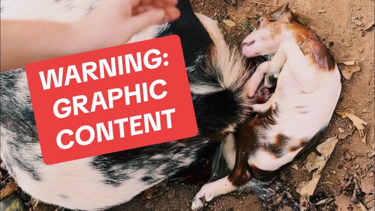 BIRTHING VIDEO (GRAPHIC CONTENT) 2 SETS OF TWINS BORN AT SAME TIME‼️ ...