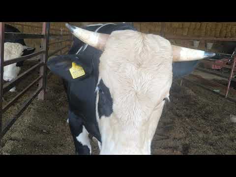 Polat Alemdar ist keine Kuh