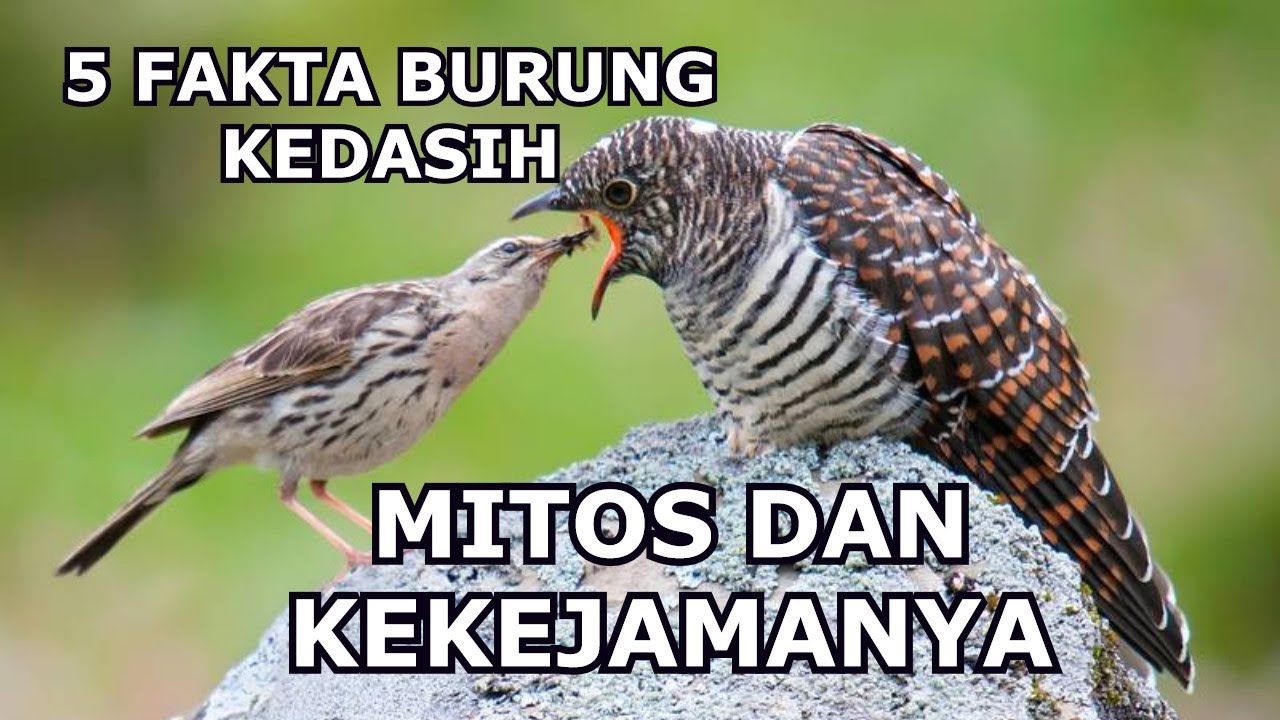 5 FAKTA BURUNG KEDASIH, MITOS DAN KEKEJAMAN BURUNG KEDASIH, YANG PALING ...
