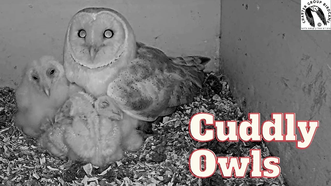 5 barn owl nestlings snuggle together and their Mom. - YouTube