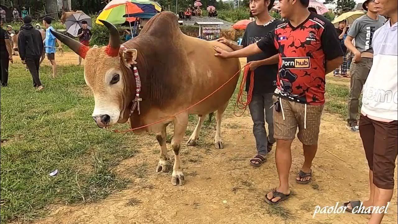 hnub no coj nej mus nrog kuv saib nyuj loj zoo nraug pem tshav vaj ntoo - YouTube