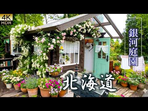 【4K ROSA】 Hokkaido: Qarlı bir ölkənin qısa yayında çiçək açan güllər