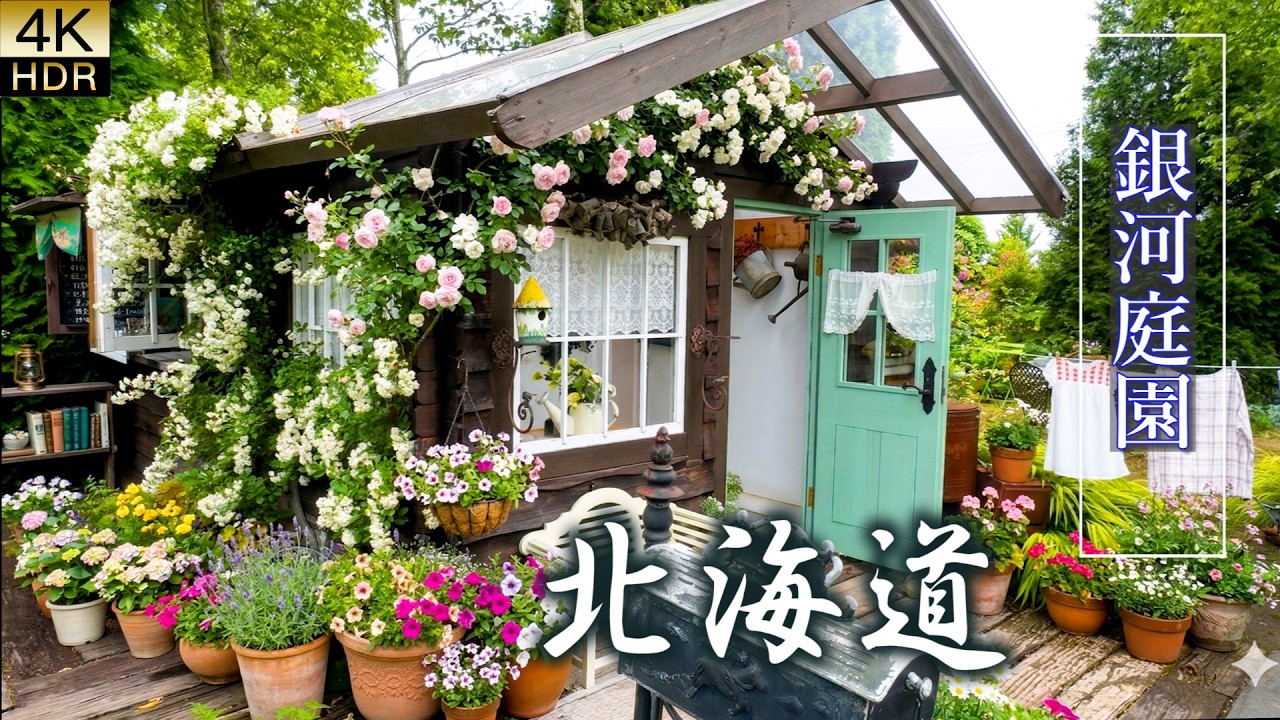 【4K ROSE】 Hokkaido. Roses that bloom in the short summer of a snowy ...