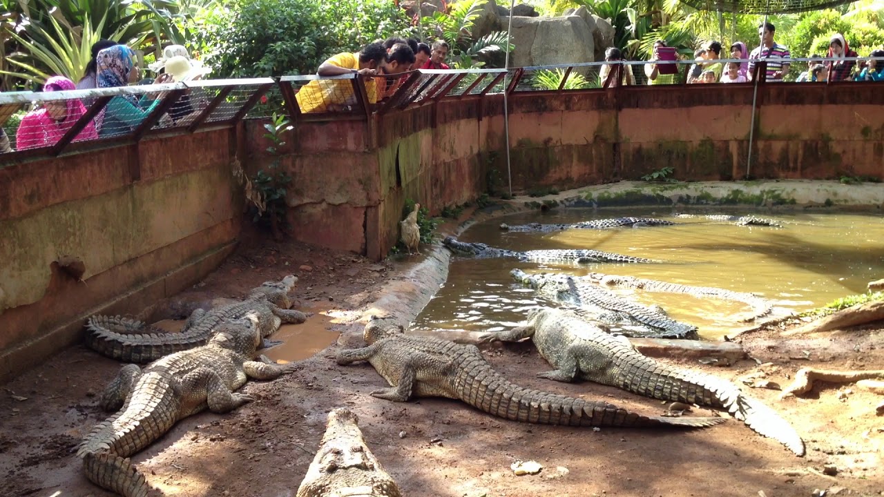 crocodiles eating chicken - YouTube