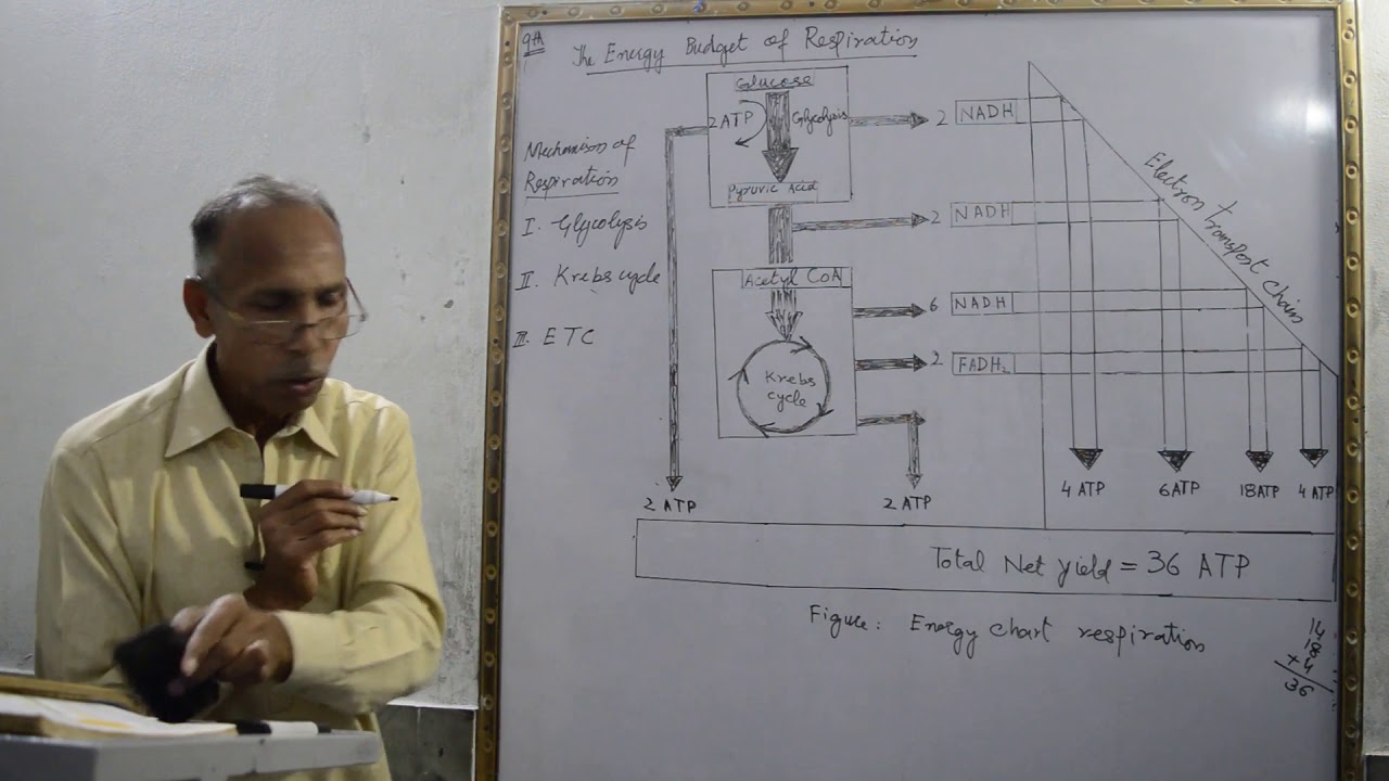 The Energy Budget of Respiration Biology 9th Class By Sir Afzal - YouTube