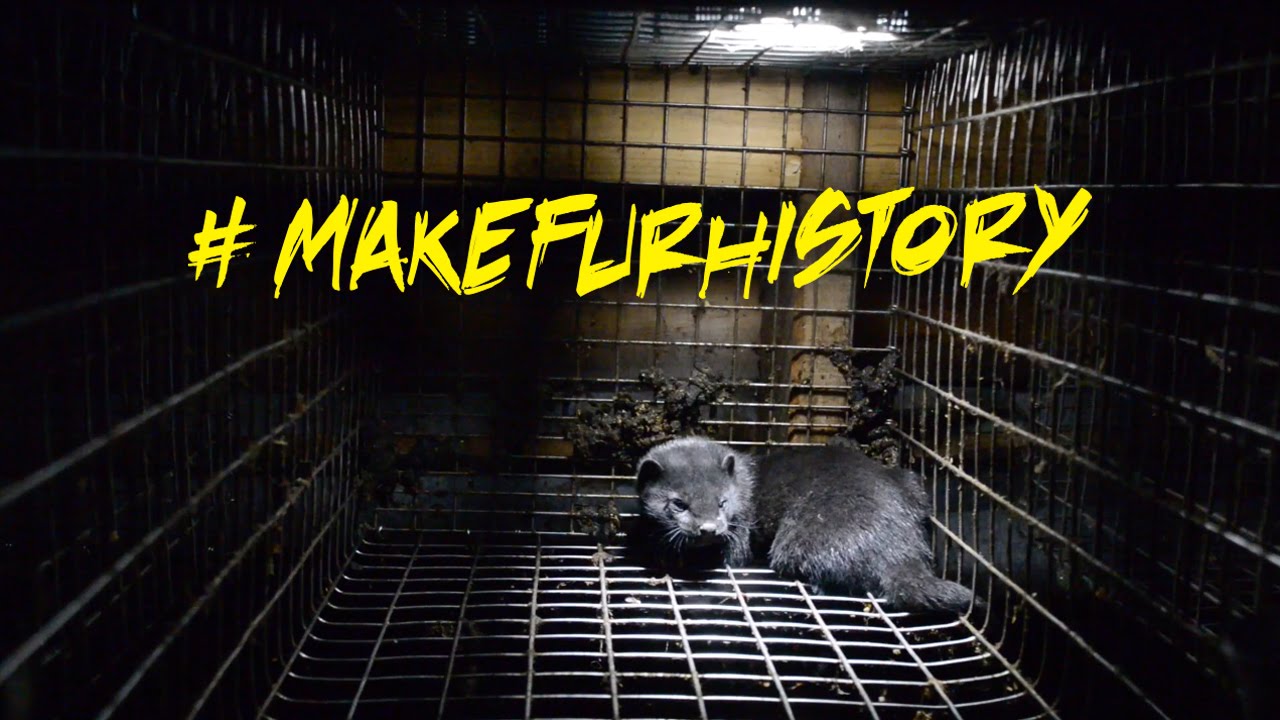 Inside Canada's Fur Farms - YouTube